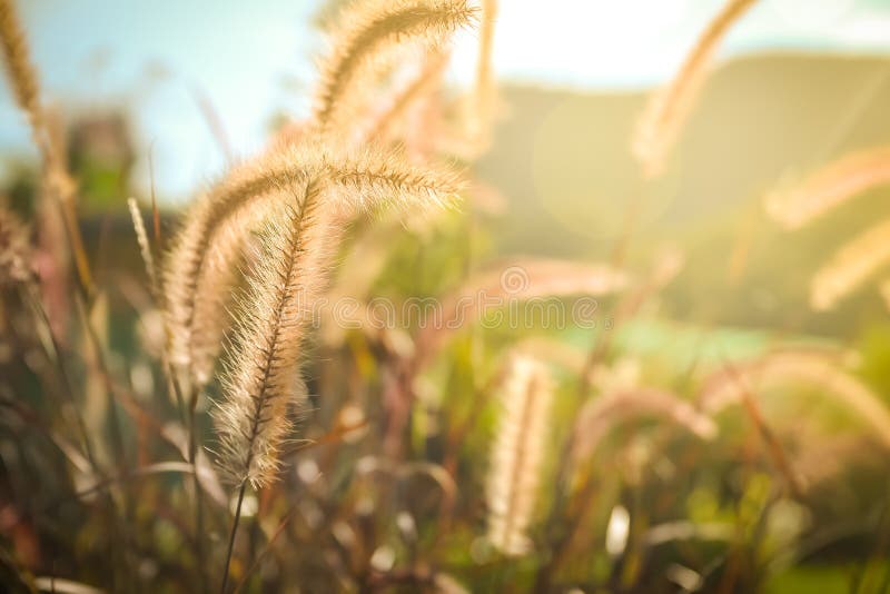 Soft Grass stock image. Image of environmental, flora - 5868467