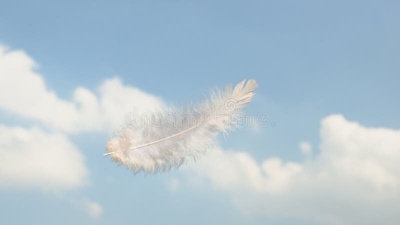 Beautiful Soft and Light White Fluffy Feathers Floating InThe Sky with ...