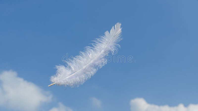 Beautiful Soft and Light White Fluffy Feathers Floating InThe Sky with ...