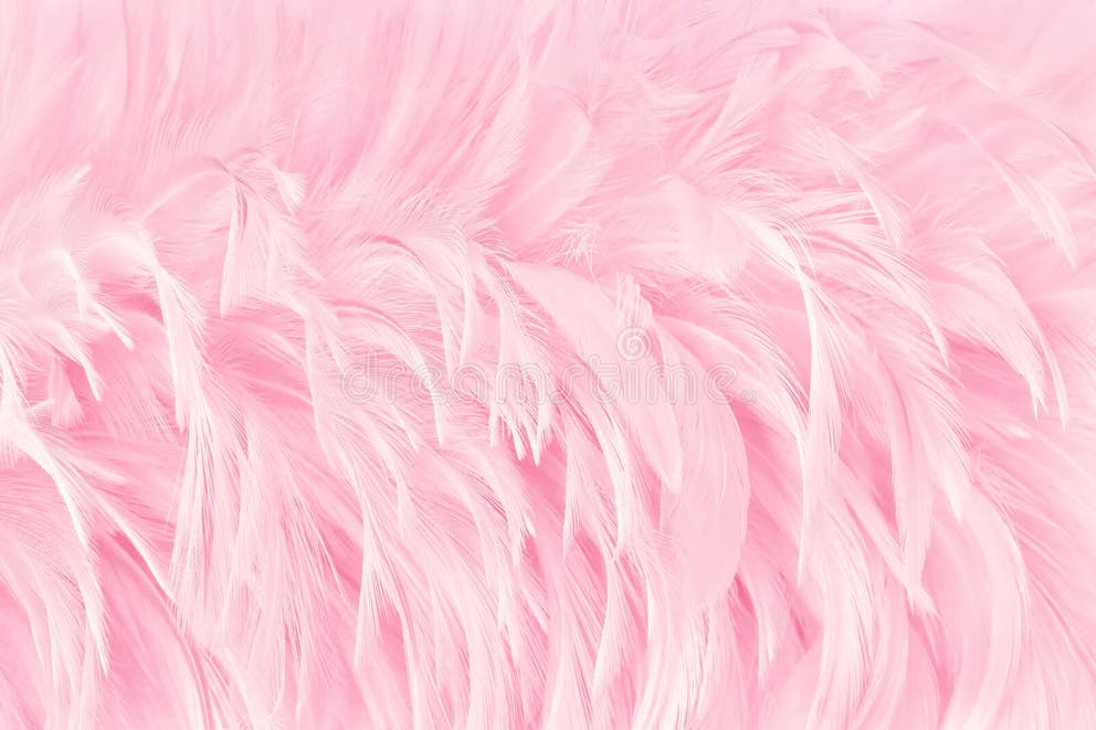 Beautiful Soft Pink Bird Feathers Pattern Texture Background Stock ...