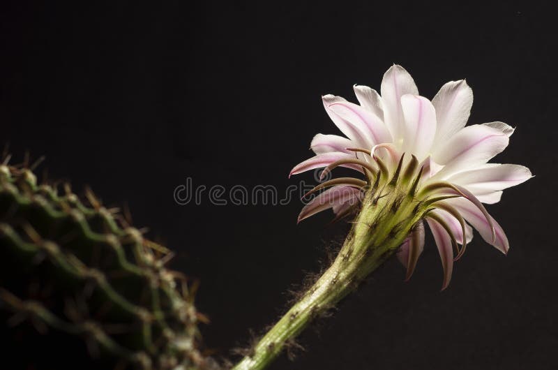 Beautiful Soft Pink Cactus Flower Stock Photo - Image of botanical ...