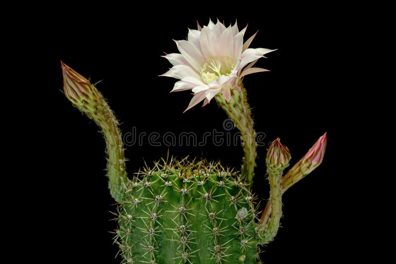 Beautiful Soft Pink Cactus Flower, Isolated on Black Background Stock ...