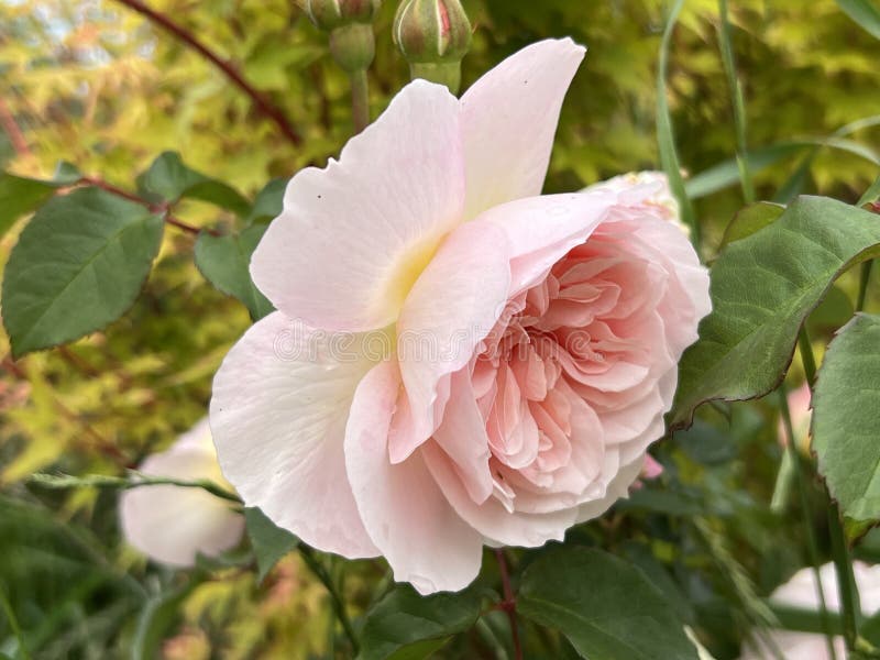A soft pink English rose stock image. Image of shrub - 346428791