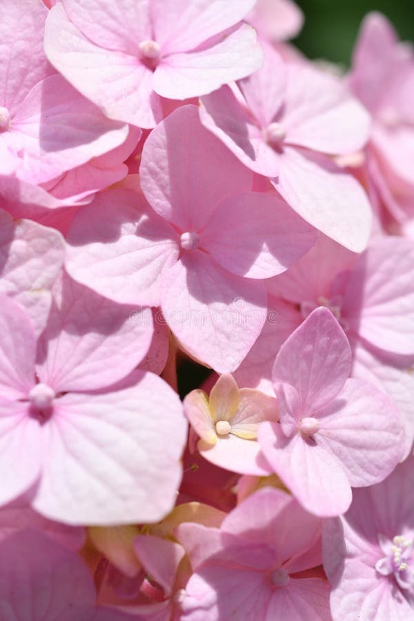 Beautiful Soft Pink Hydrangea Blossom Background at Sunny Day. Macro ...