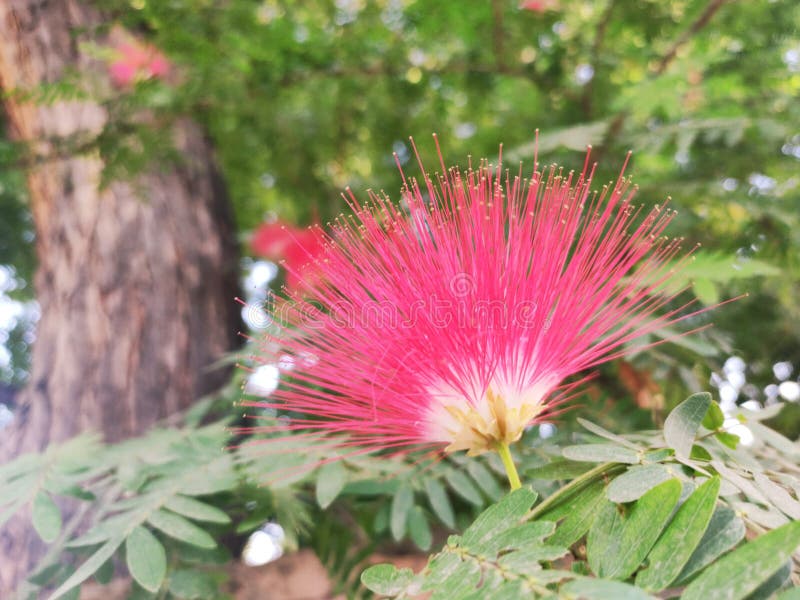 Beautiful Soft Single Pink Flower on Tree Stock Photo - Image of ...