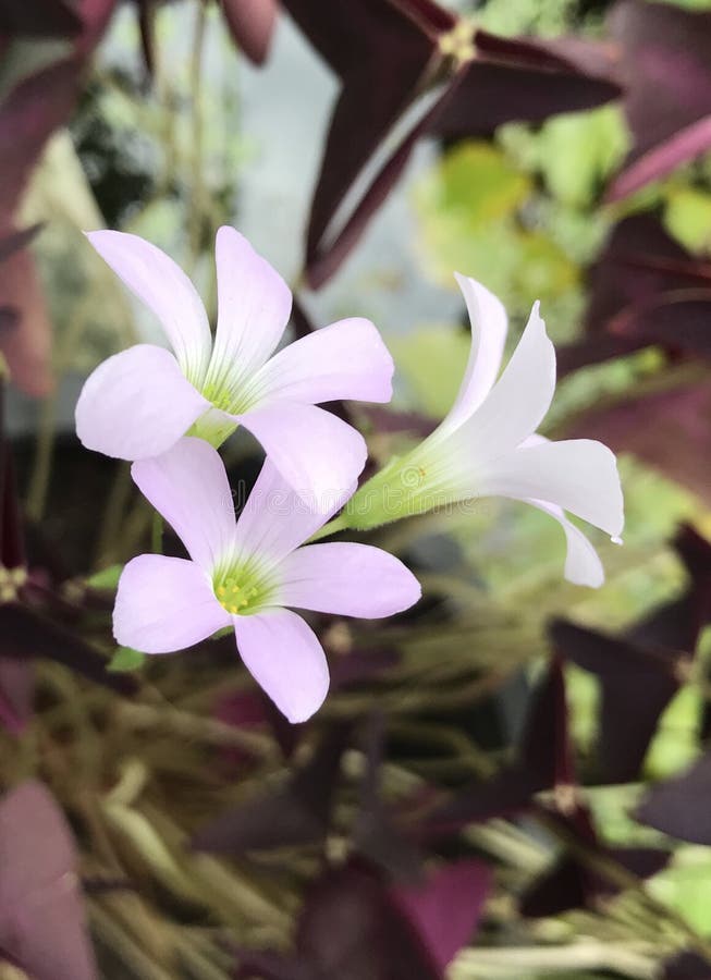 Soft Violet Flower Close Up Stock Image - Image of nature, purple: 99154497
