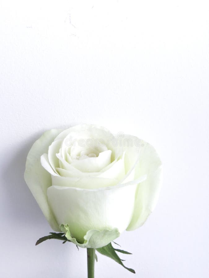 Beautiful Soft White Rose Flower Stock Photo - Image of gardening ...
