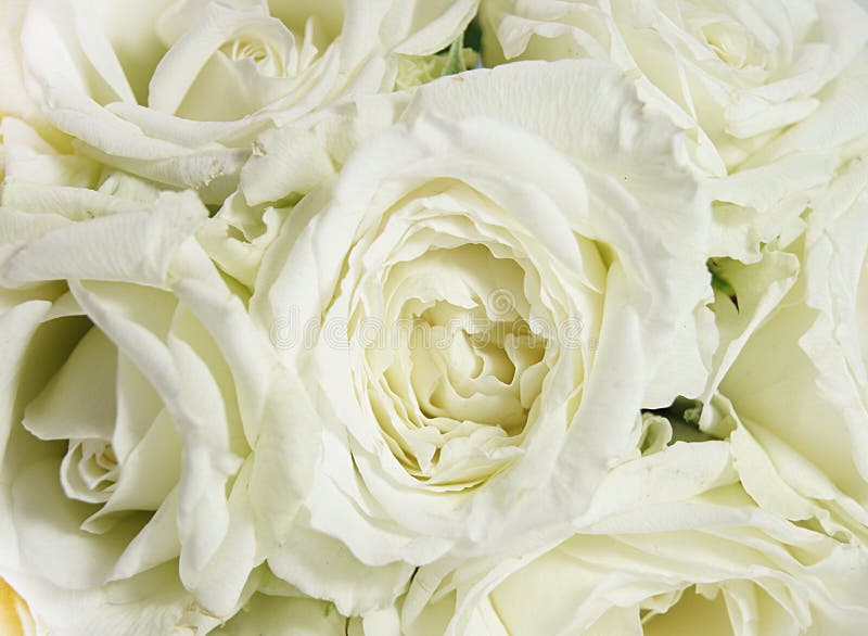Beautiful soft white roses stock photo. Image of forest - 26014566