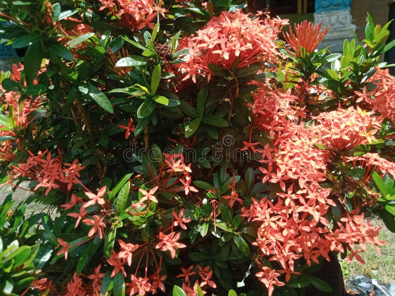 Beautiful Soka flower stock photo. Image of flower, georgeous - 308271540