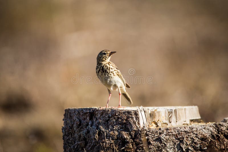 A Beautiful Song Thrush in a Forest Clearing in Spring. Stock Photo ...