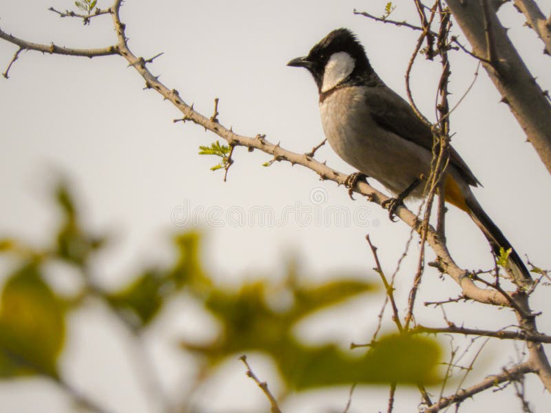 White eared bulbul stock photo. Image of passerine, beak - 138333806