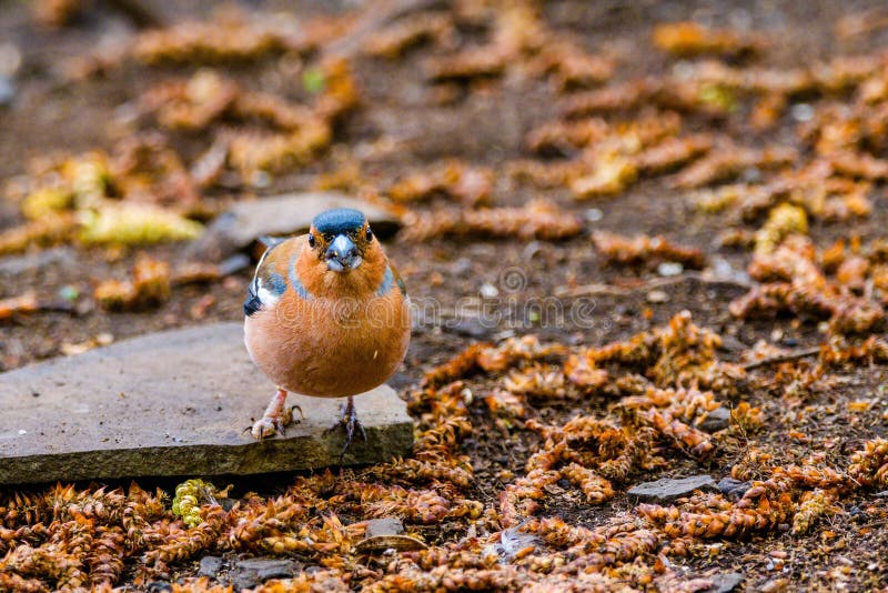 Beautiful Songbird Common Chaffinch in Wildlife Posing Stock Image ...
