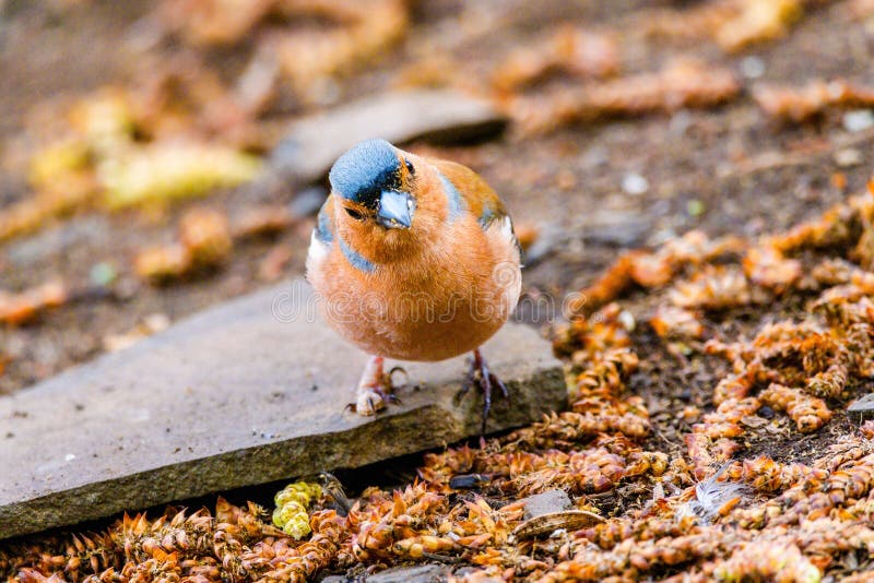 Beautiful Songbird Common Chaffinch in Wildlife Posing Stock Image ...