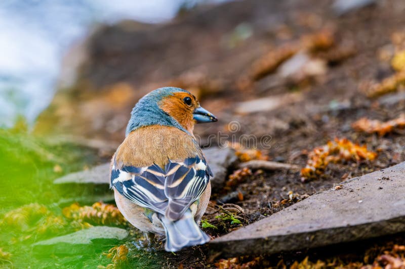 Beautiful Songbird Common Chaffinch in Wildlife Posing Stock Photo ...
