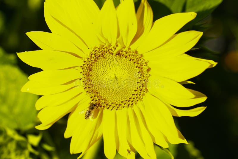 Beautiful Sonnflower Beetween Wildflowers in the Sun Stock Image ...