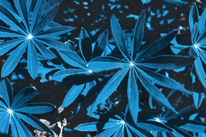 Beautiful Soothing Background of Blue Multi-leafed Plants. Stock Photo ...