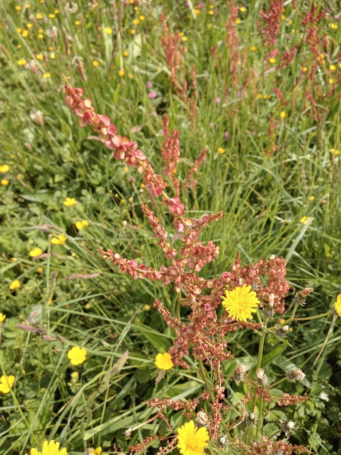 Beautiful Sorrel Blooms in the Fields of Spring Cantabria Stock Photo ...
