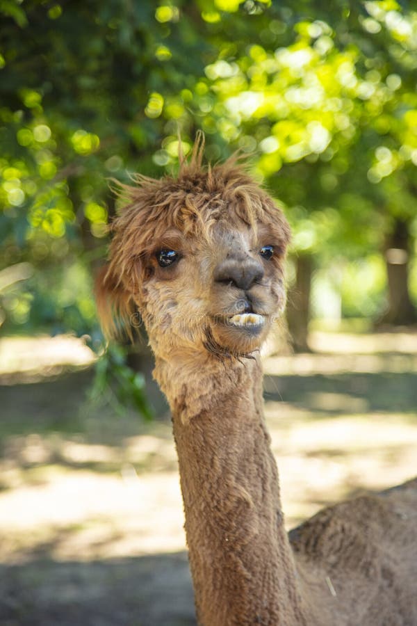 Beautiful South American Alpacas in a Free Range Stock Image - Image of ...
