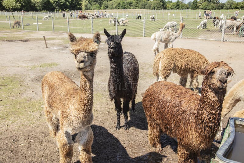 Beautiful South American Alpacas in a Free Range Stock Photo - Image of ...