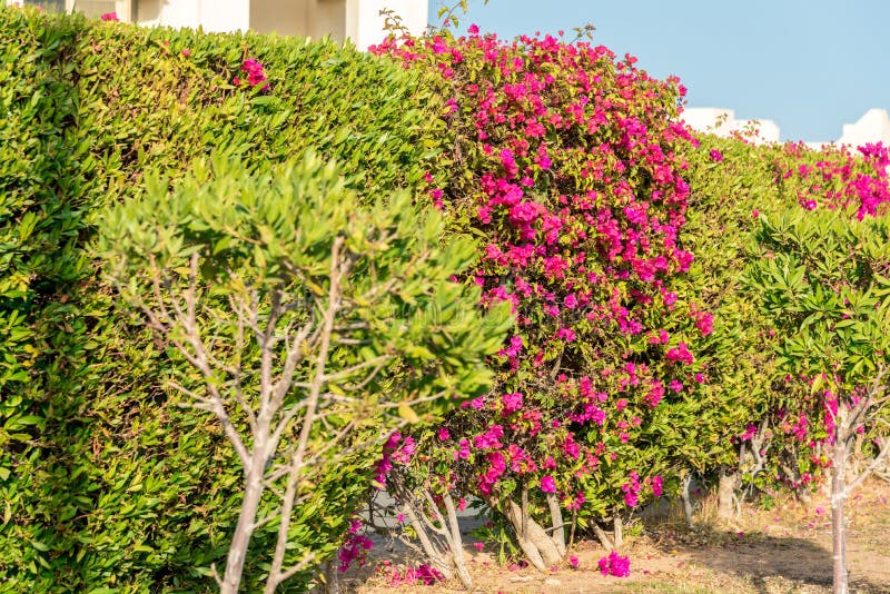 Beautiful Southern Nature, Green and Colored Bushes Stock Photo - Image ...