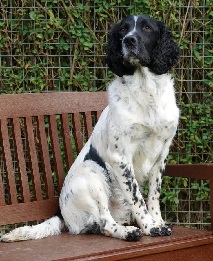 Beautiful Spaniel Dog stock image. Image of friend, animal - 214194115