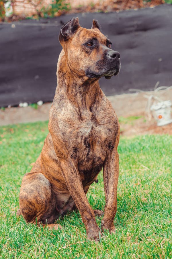 Beautiful Spanish Alano with Pedigree Stock Photo - Image of friends ...