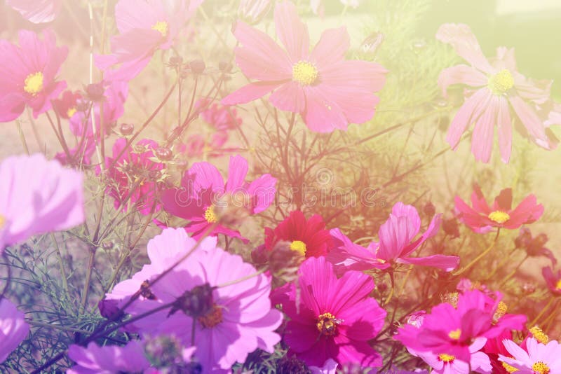 Beautiful Sparking Flowers Stock Photos - Free & Royalty-Free Stock ...