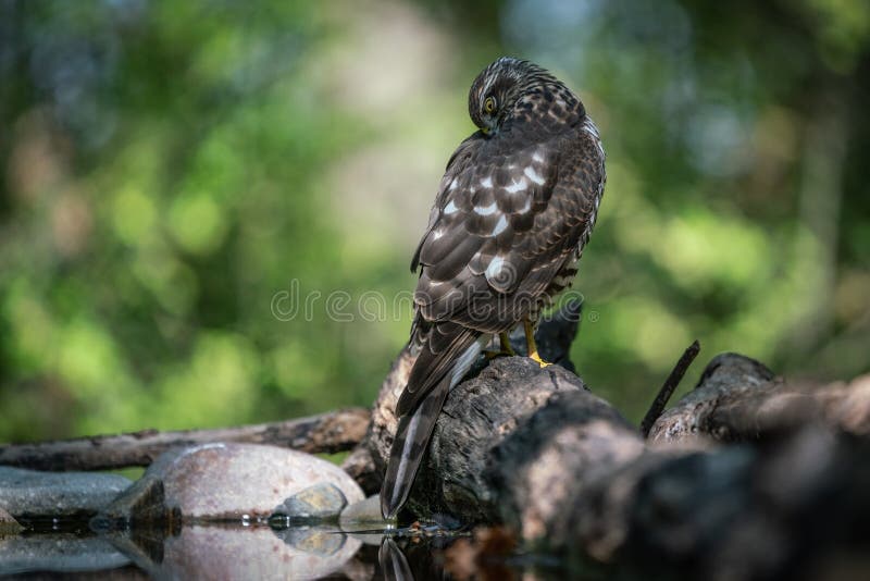 Sparrow-hawk Resting on a Tree Stock Image - Image of animal, beautiful ...