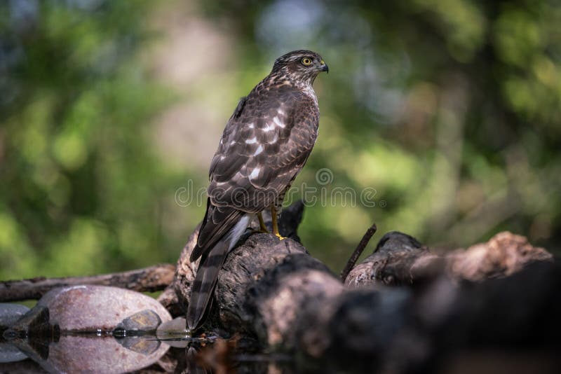 Sparrow-hawk Resting on a Tree Stock Photo - Image of northern, falcon ...