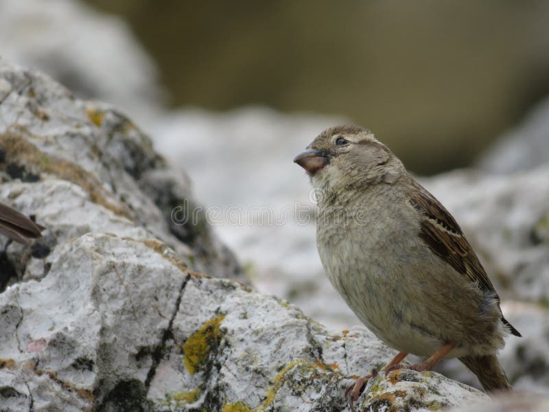 Beautiful Sparrows of Great Beauty and Nice Color Mugging for the ...