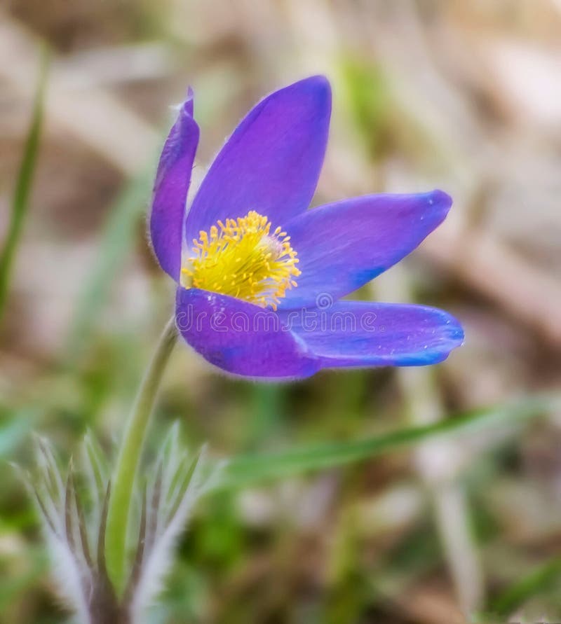 A Beautiful Pasque-flower Spring Flower Stock Photo - Image of drops ...