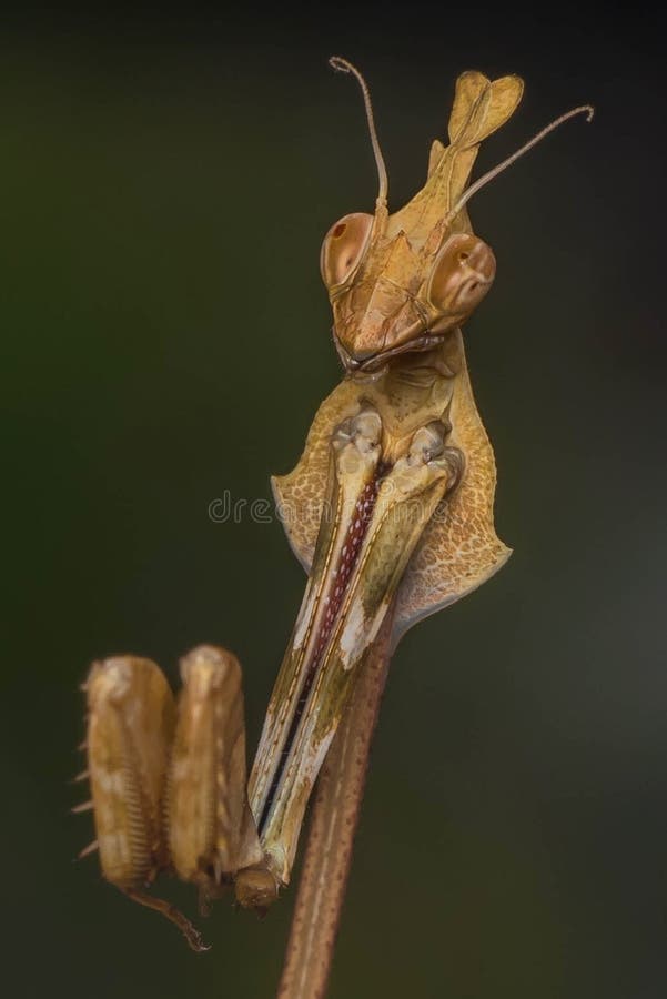 The Beautiful Mantis in the Forest Stock Photo - Image of anthill, face ...