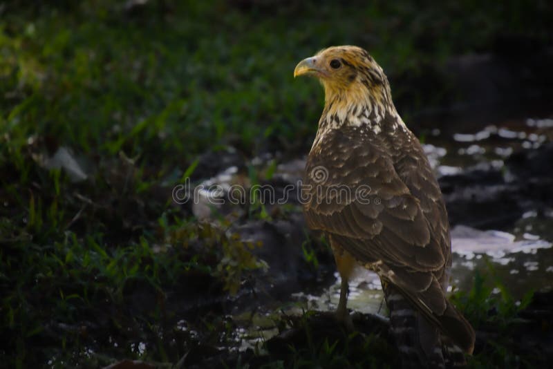 Beautiful Specimen of an Eagle Stock Photo - Image of eagle, wing ...