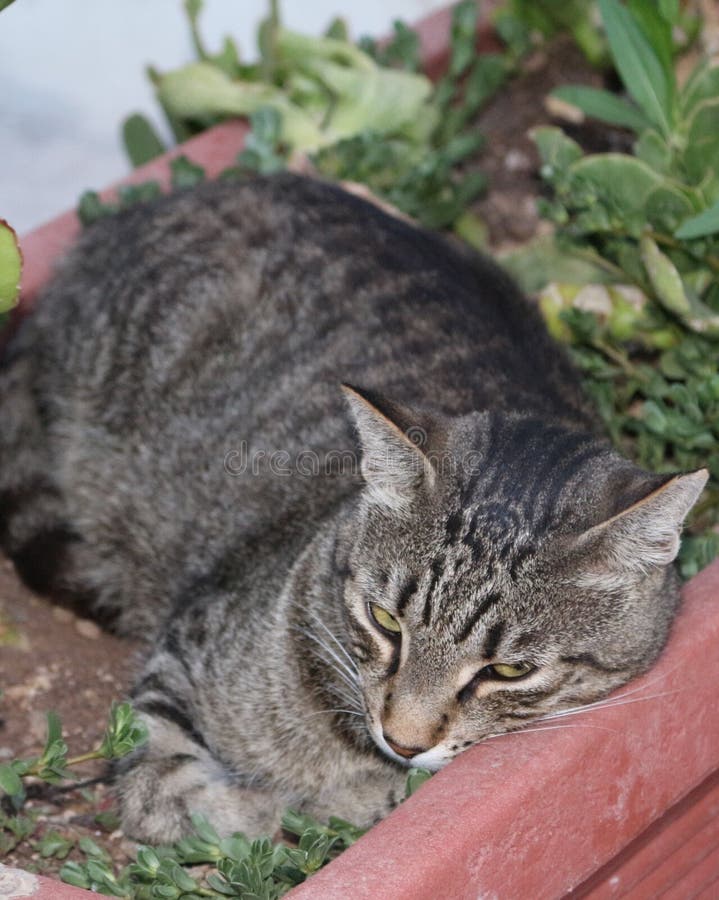 Beautiful Specimen of European Cat Stock Image - Image of nbeautiful ...