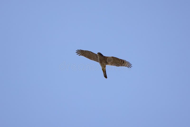 A Beautiful Specimen of a Falcon in Flight Stock Image - Image of ...
