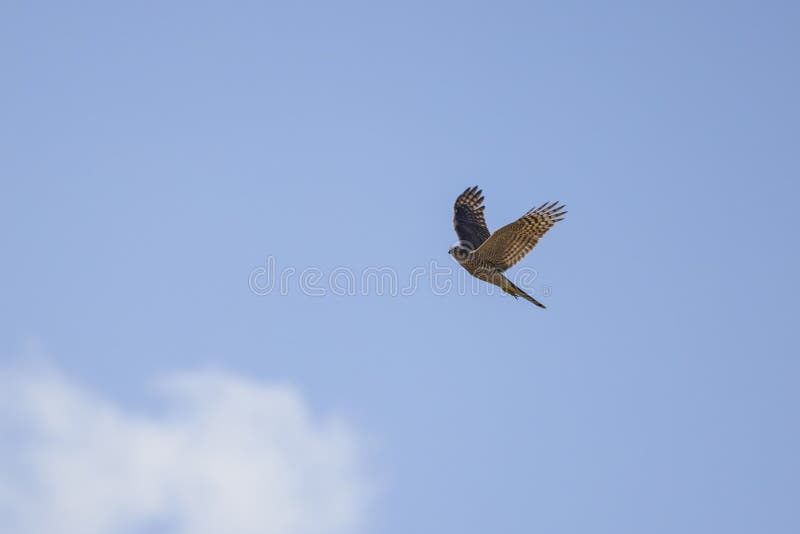 A Beautiful Specimen of a Falcon in Flight Stock Photo - Image of ...