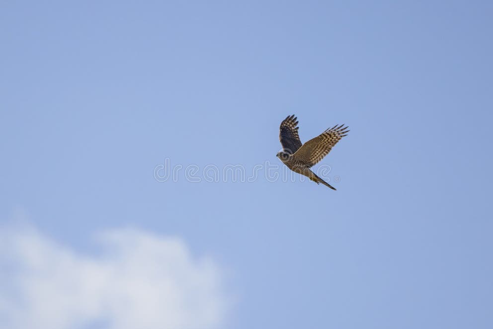 A Beautiful Specimen of a Falcon in Flight Stock Photo - Image of ...