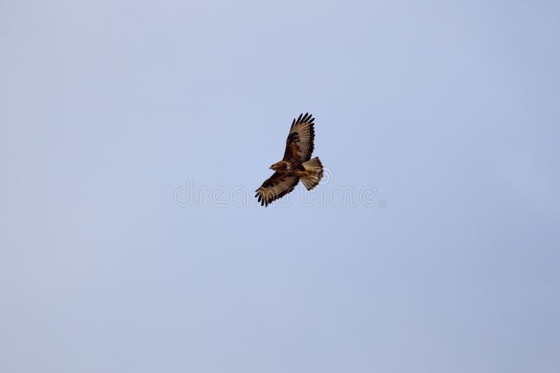 A Beautiful Specimen of Hawk Flying I Stock Image - Image of wildlife ...