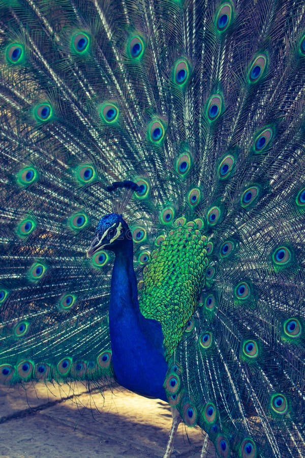 Beautiful Specimen of a Male Peacock Stock Image - Image of parkland ...