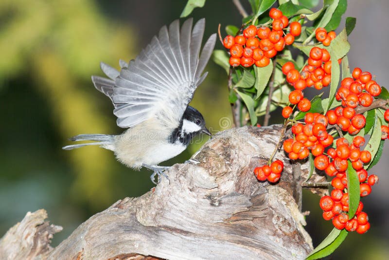 Beautiful Specimen of Sparrow Stock Image - Image of beak, little: 45748311