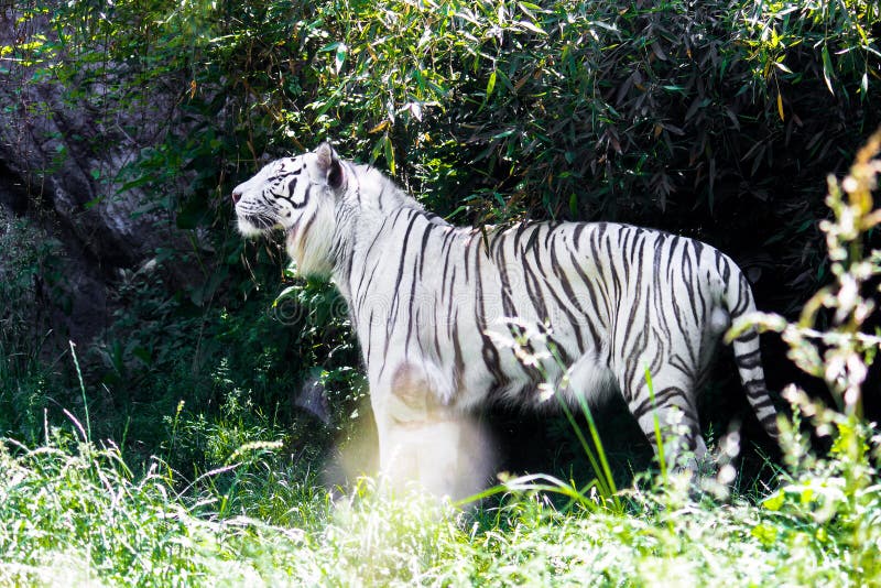 A rare white tiger stock photo. Image of predator, sumatran - 118797574