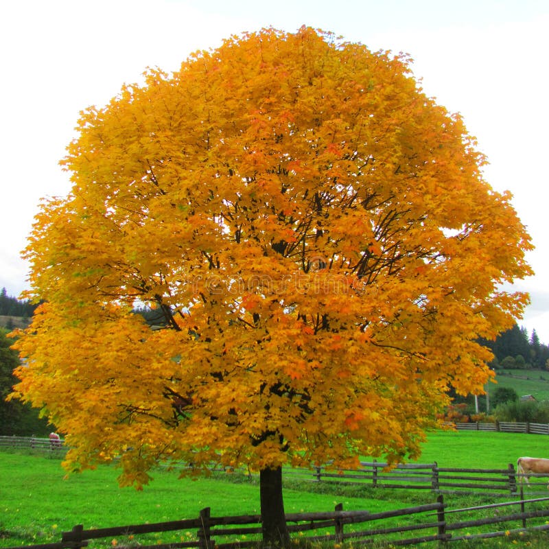 Beautiful Spherical Maple in Autumn Stock Image - Image of wide, globe ...