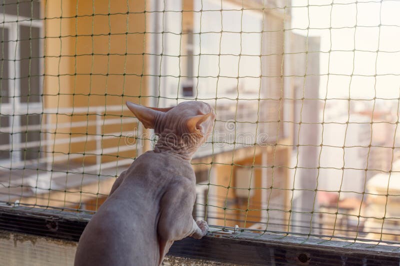 Beautiful Sphinx Cat Sitting on a Balcony with Net Protection Stock ...