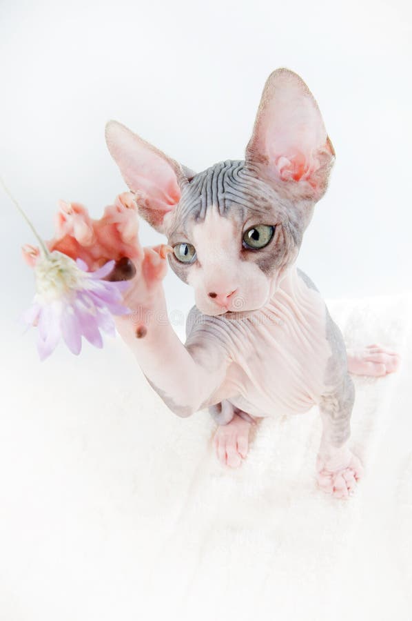 Cute Sphinx Kitten Standing In Aquarium Stock Photo - Image of unique ...