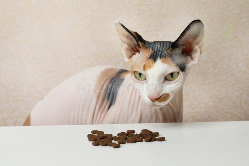 Beautiful Sphynx Cat and Pile of Kibble on White Table Against Beige ...