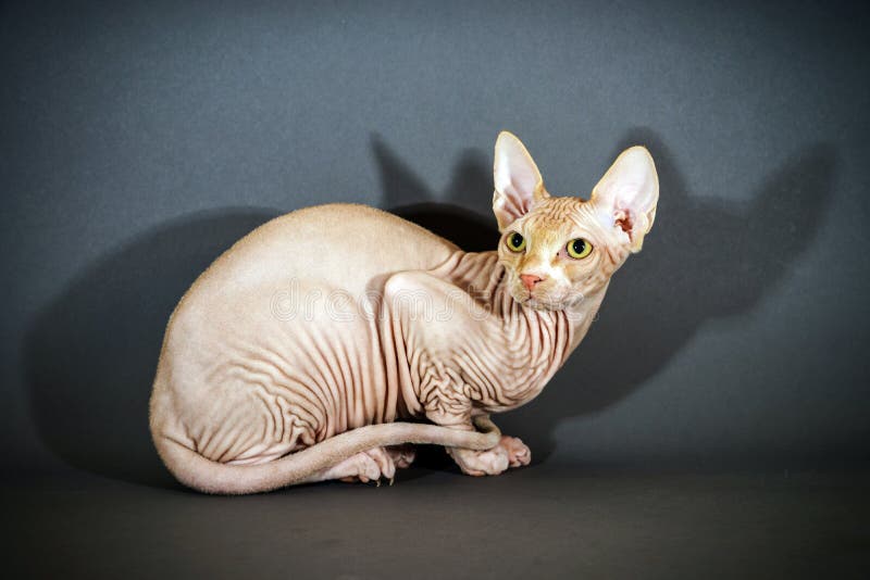 416 Beautiful Pink Sphynx Cat Portrait Stock Photos - Free & Royalty ...