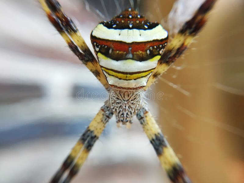 Beautiful Spider Color, Which is in the Web Stock Photo - Image of ...