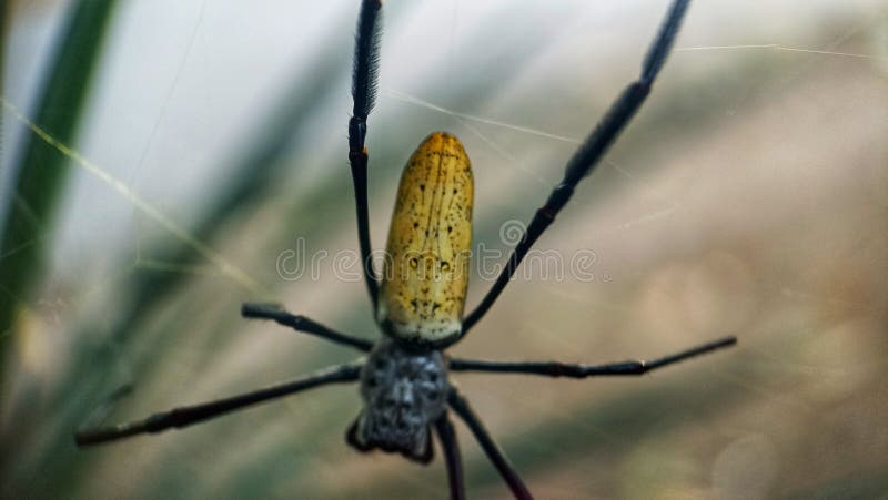Beautiful Spider ( Golden Orb Weaver Spider ) is Waiting for Prey Stock ...