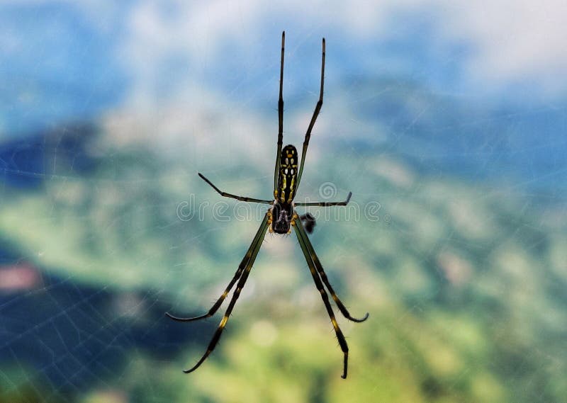 Beautiful Spider Hanging on the Web Stock Photo - Image of drawing ...