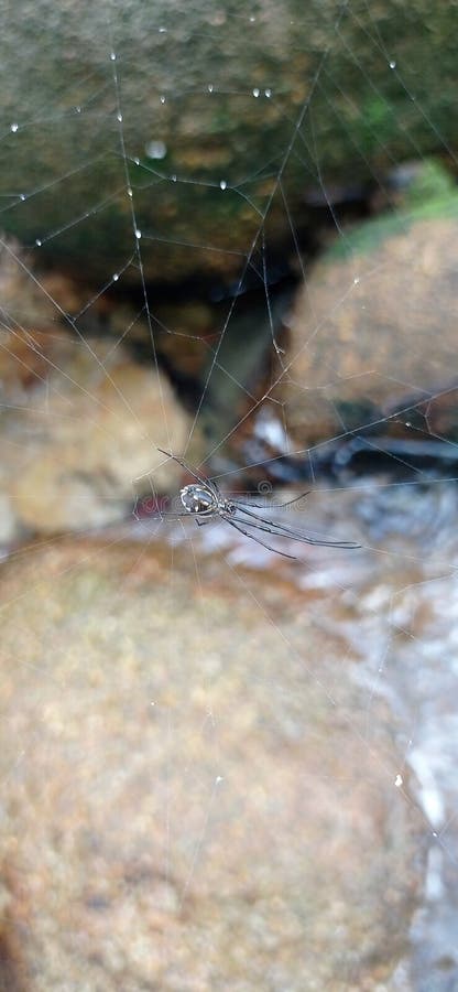 Beautiful Spider in Indonesia Riau Archipelago Stock Image - Image of ...